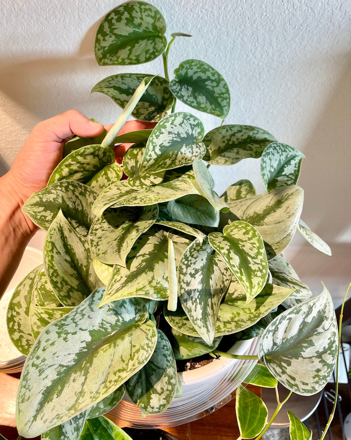 Scindapsus Pictus Exotica Unrooted Cutting Rare Plant Live - Etsy