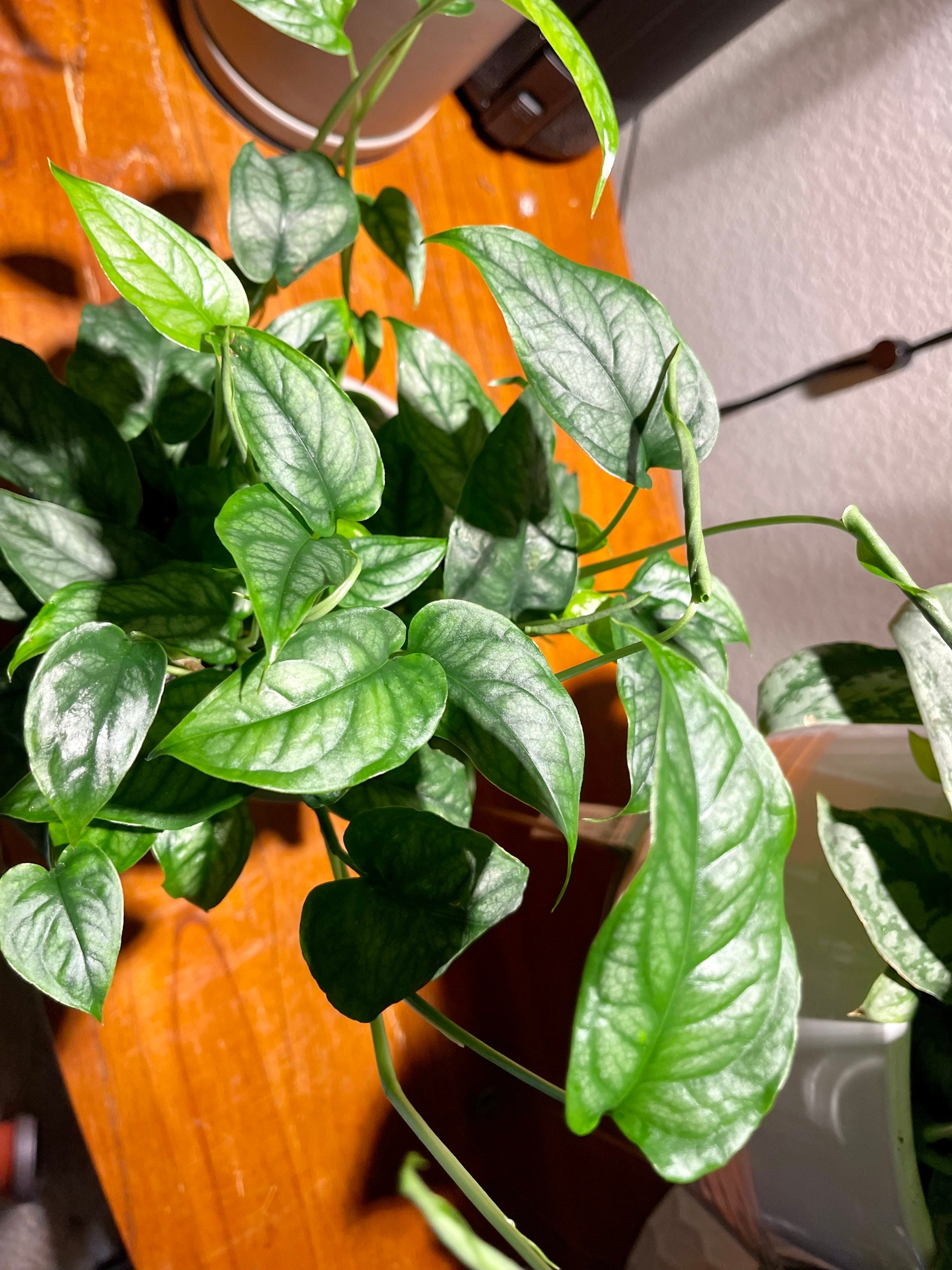 Monstera Siltepecana Unrooted Cutting Silver Monstera Rare - Etsy