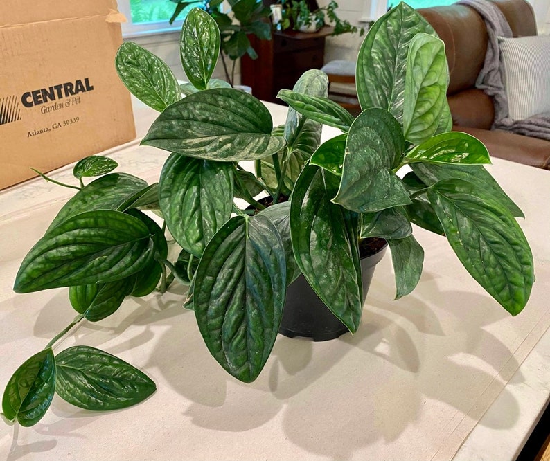 Monstera Peru Cuttings Green Galaxy Rare Plant | Etsy