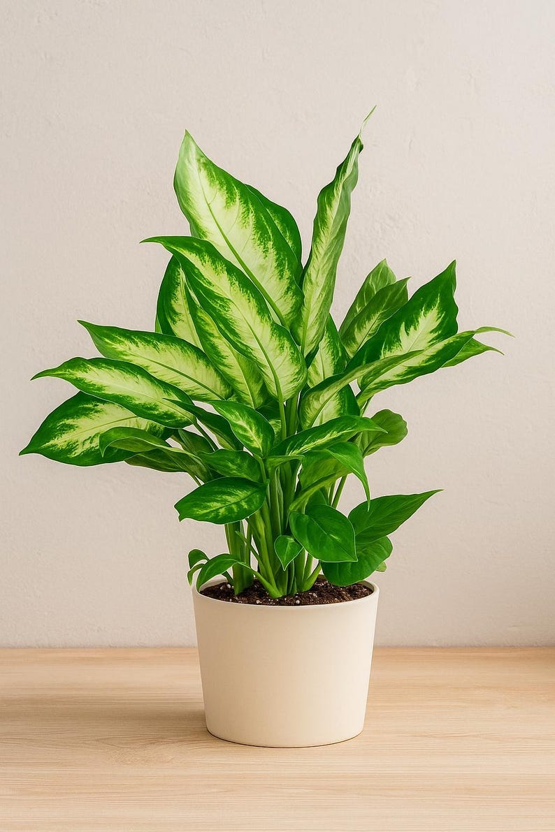 Dieffenbachia Camille Plant – Dumb Cane, Variegated Leaves - Etsy