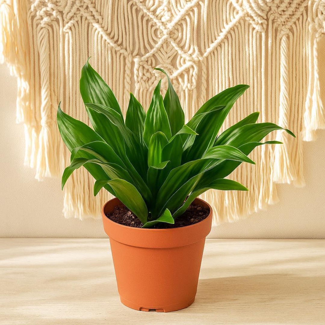 Dracaena Janet Craig – Compact Dragon Tree, Easy Care Indoor Plant - Etsy