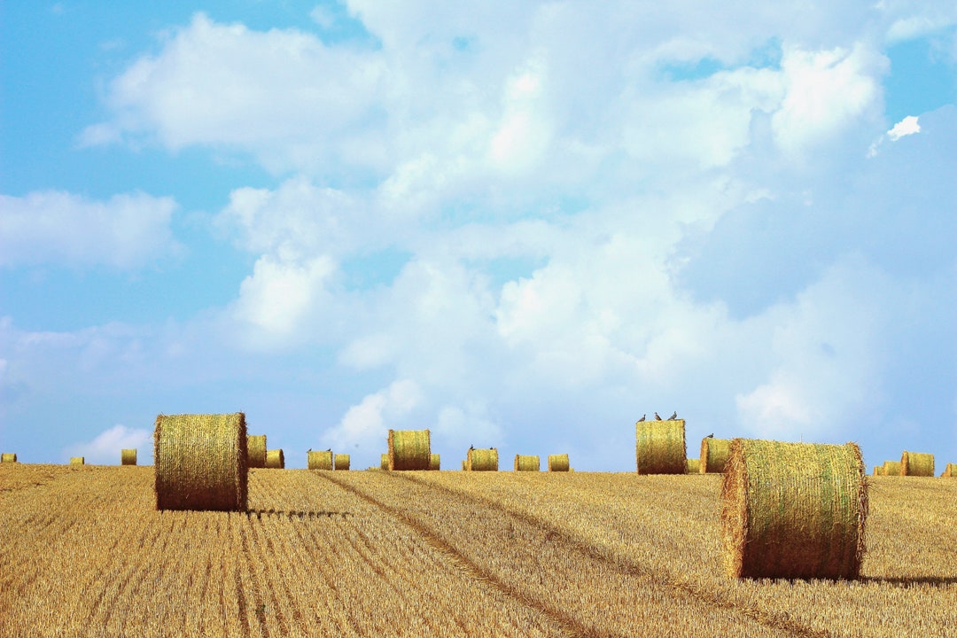 Harvest Time Photo Print: Golden Hay Bales, Limited Edition Wall Art - Etsy