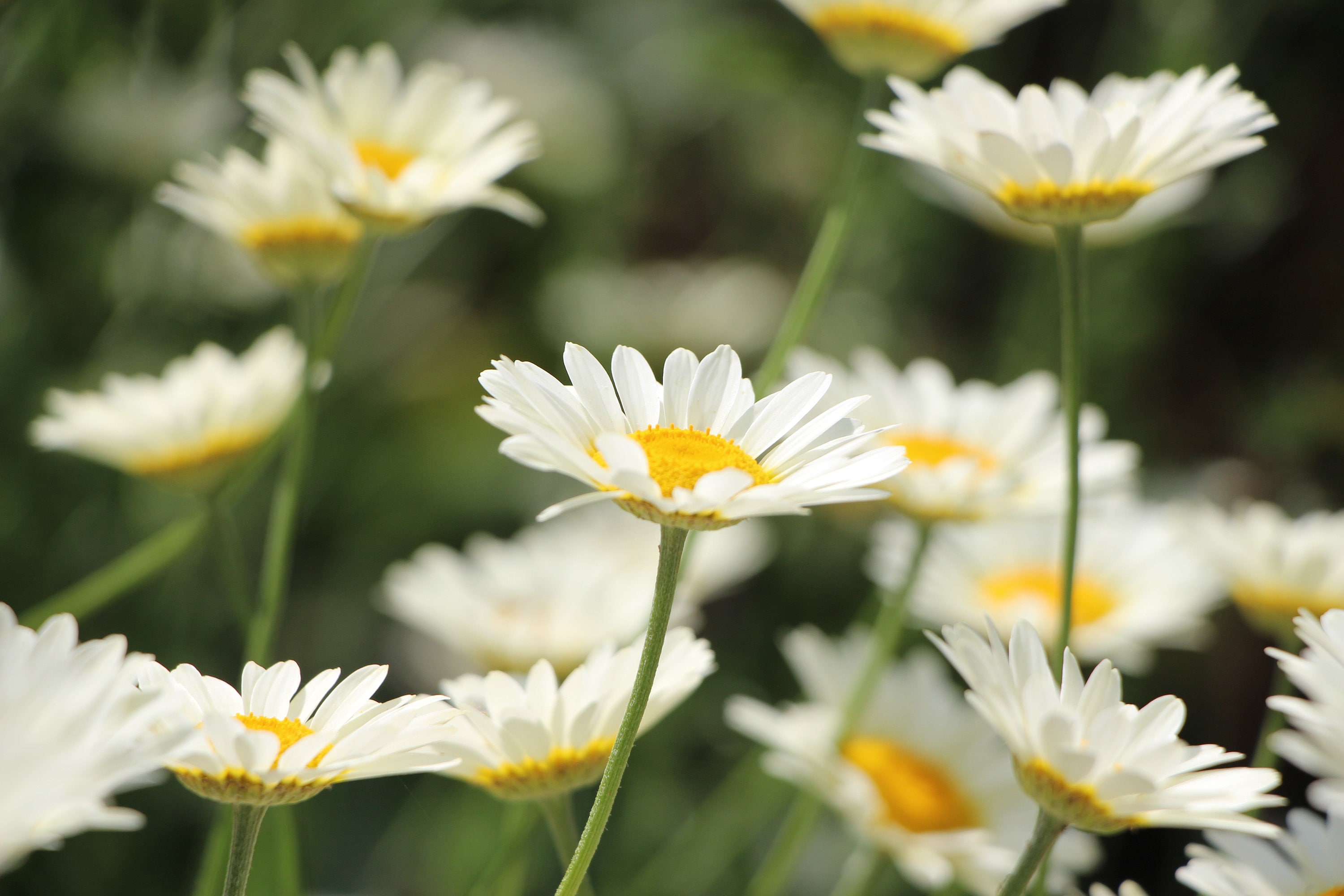 Photography Print / "daisies" / Wall Art / Photo Gift / Art Print ...
