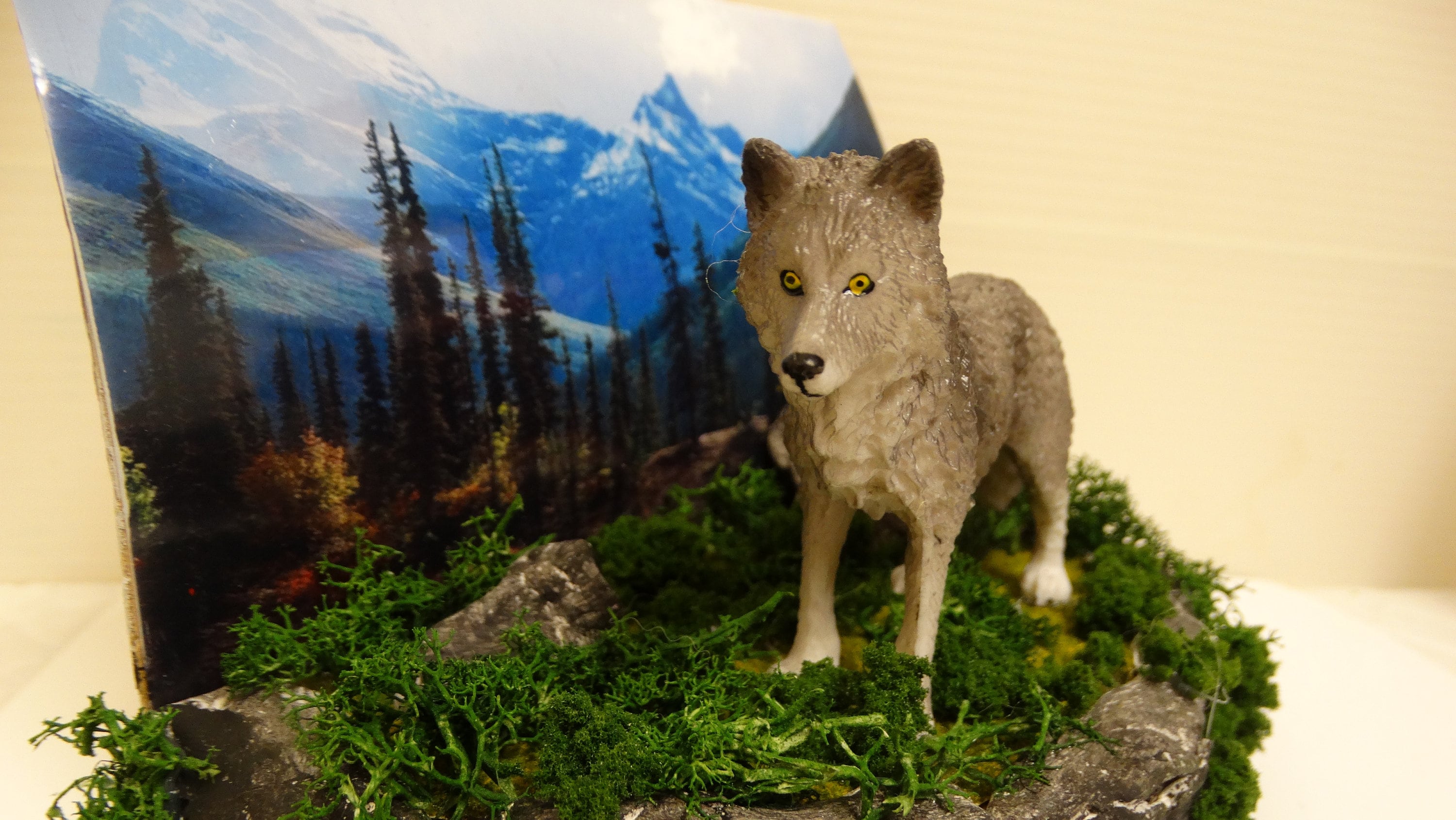 Gray Wolf Habitat Diorama