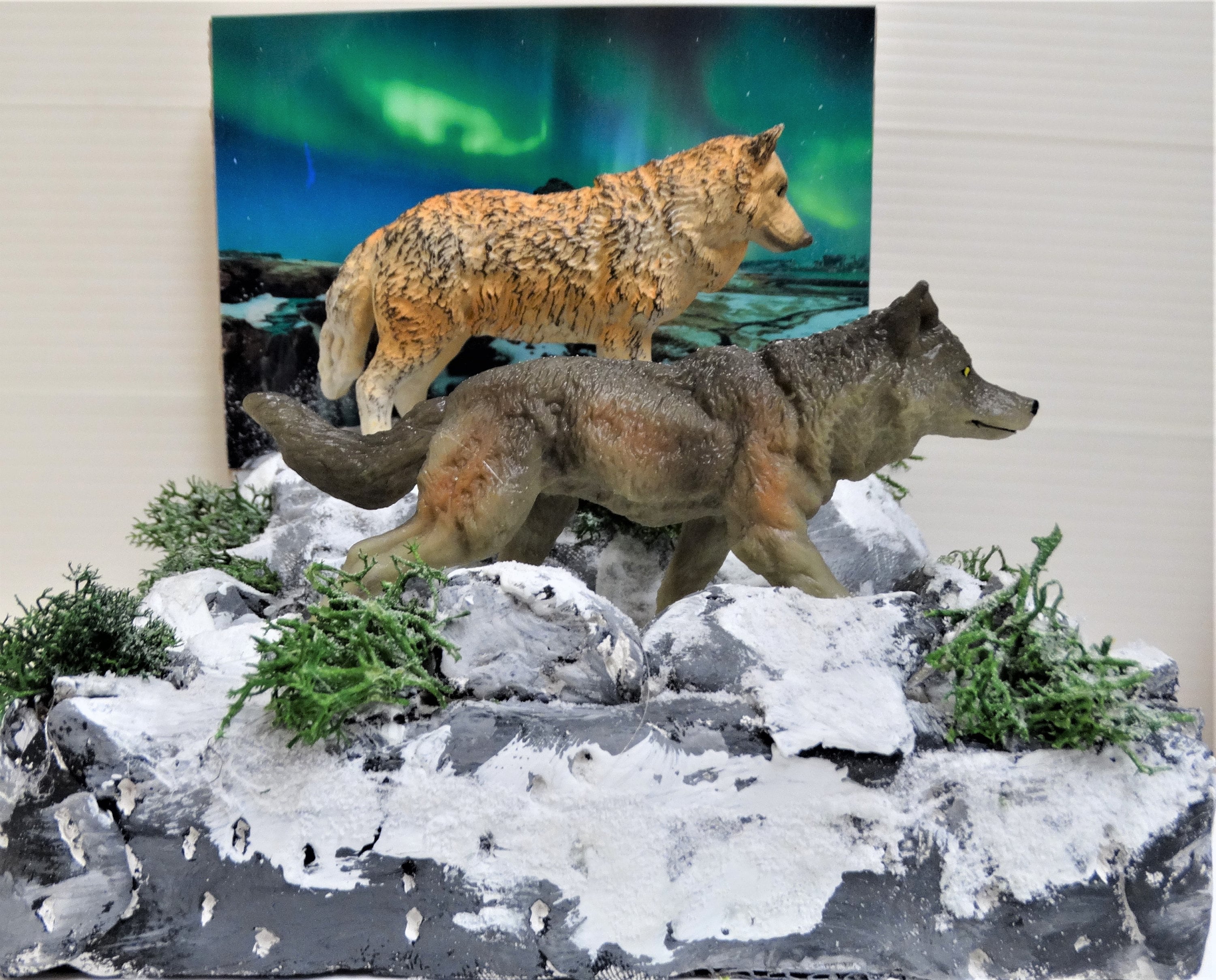 Gray Wolf Habitat Diorama