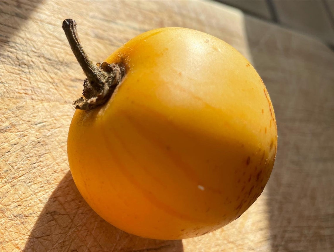 Super Rare and Tasty Brazilian Sunberry Seeds 20 Organic | Etsy