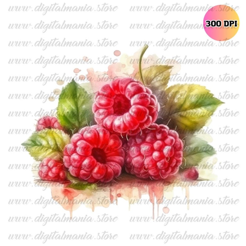 Raspberry Watercolor PNG Transparent Background Raspberry - Etsy