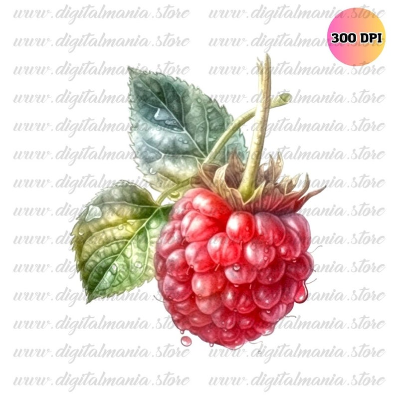 Raspberry Watercolor PNG Transparent Background Raspberry - Etsy