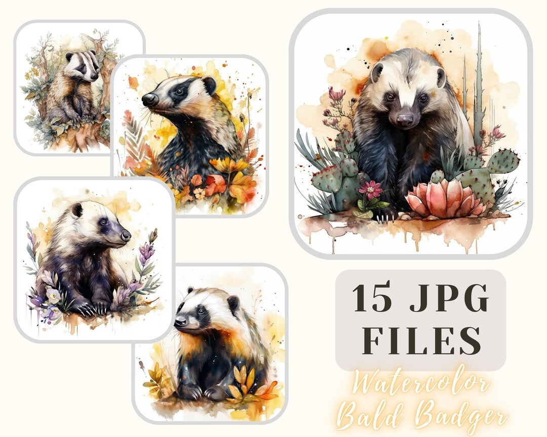 Watercolor Bald Badger Clipart 15 JPG Files Bald Badger Illustration ...