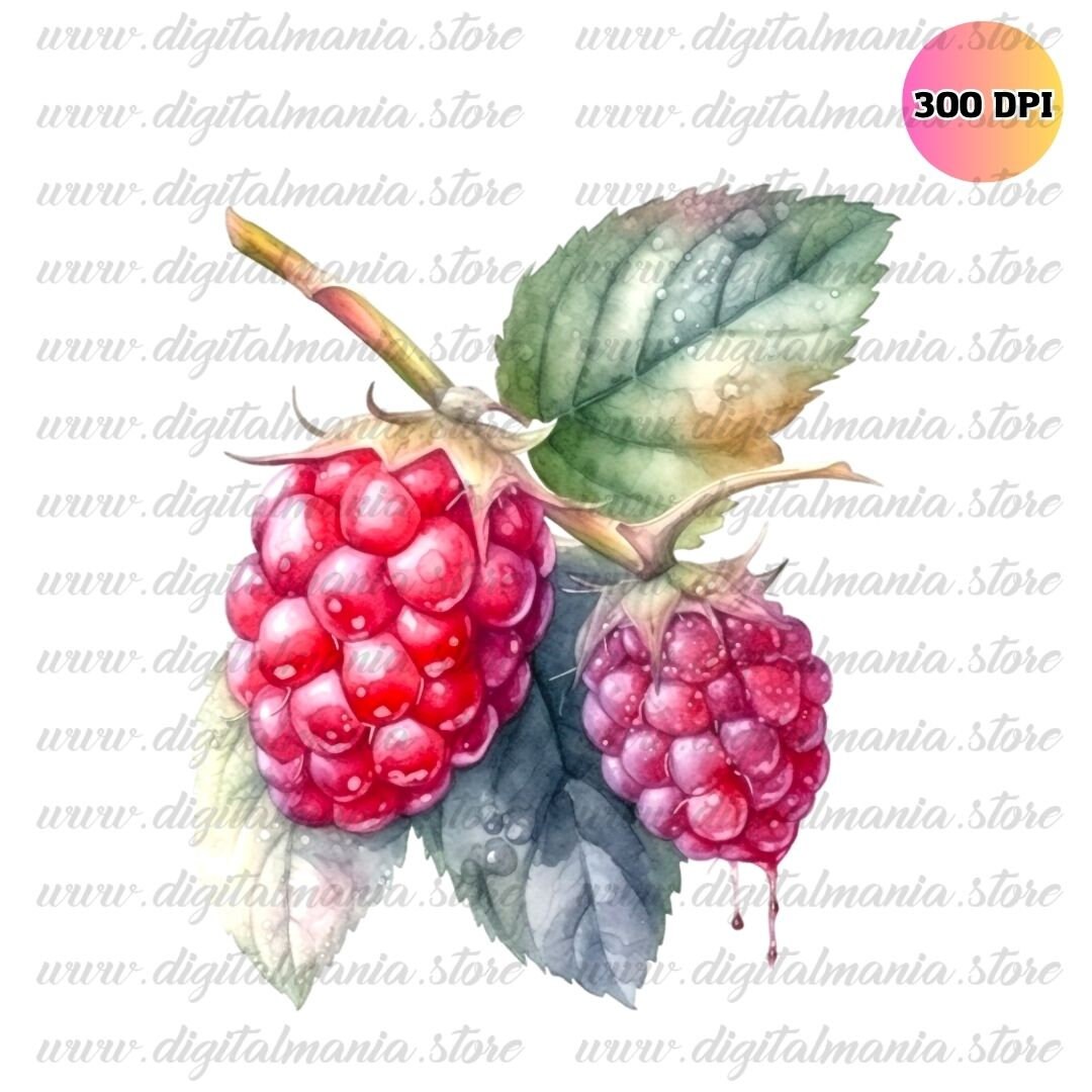 Raspberry Watercolor PNG Transparent Background Raspberry - Etsy