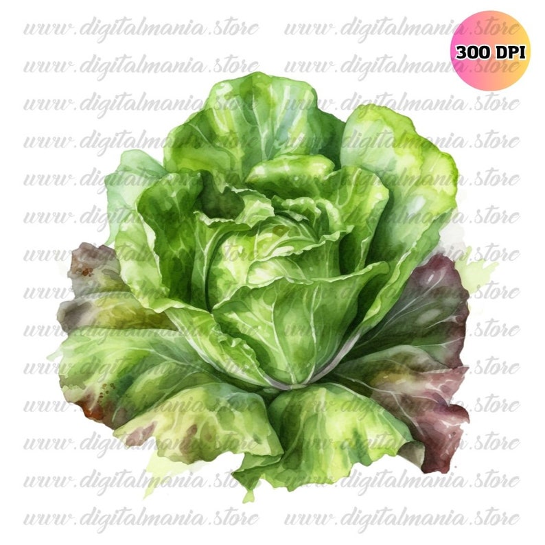 Lettuce Watercolor PNG Transparent Background Lettuces - Etsy