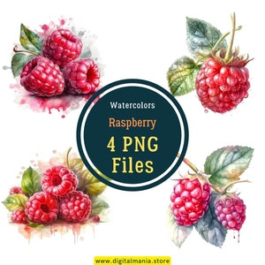 Raspberry Watercolor PNG - Transparent Background - Raspberry Clipart ...