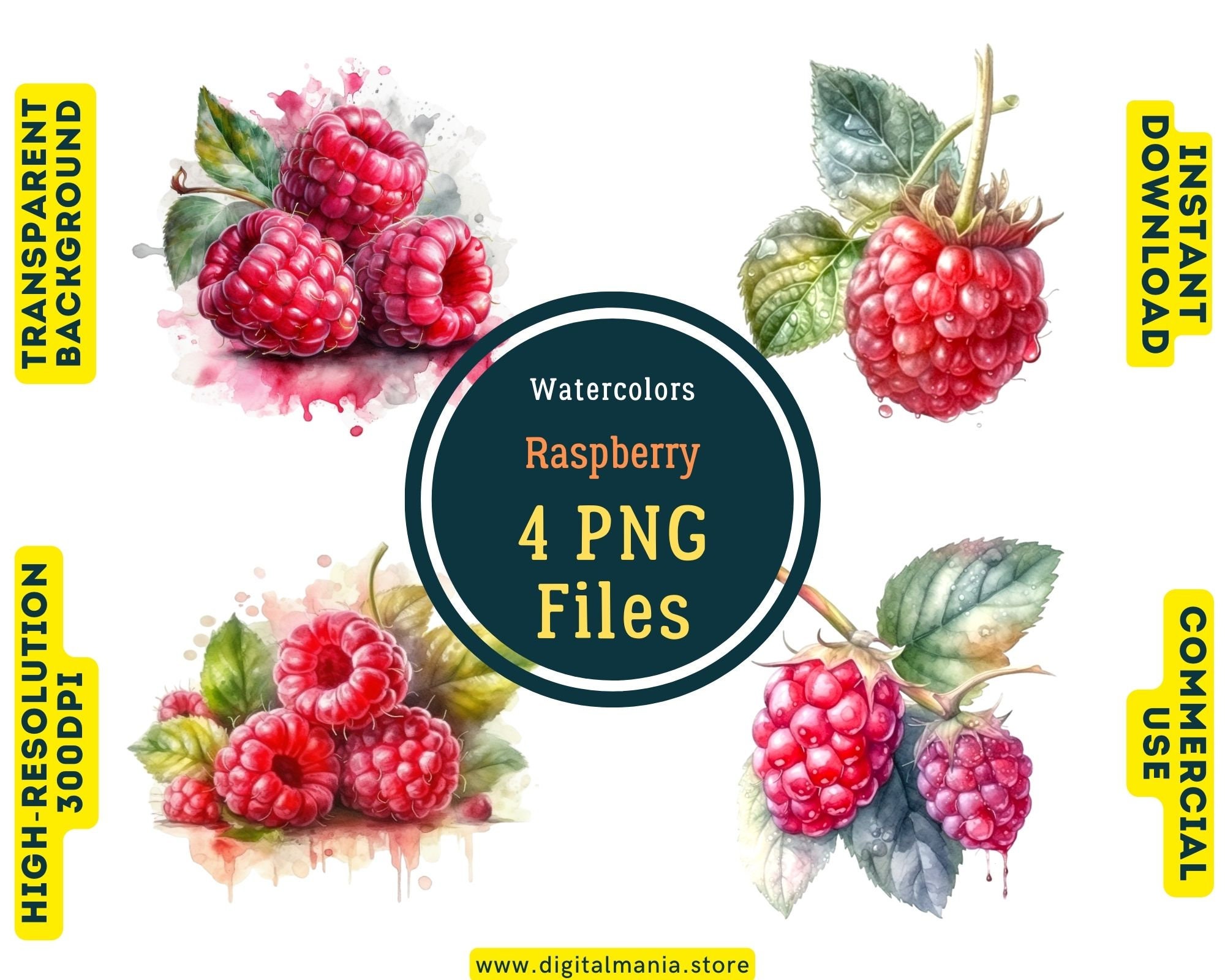 Raspberry Watercolor PNG Transparent Background Raspberry - Etsy