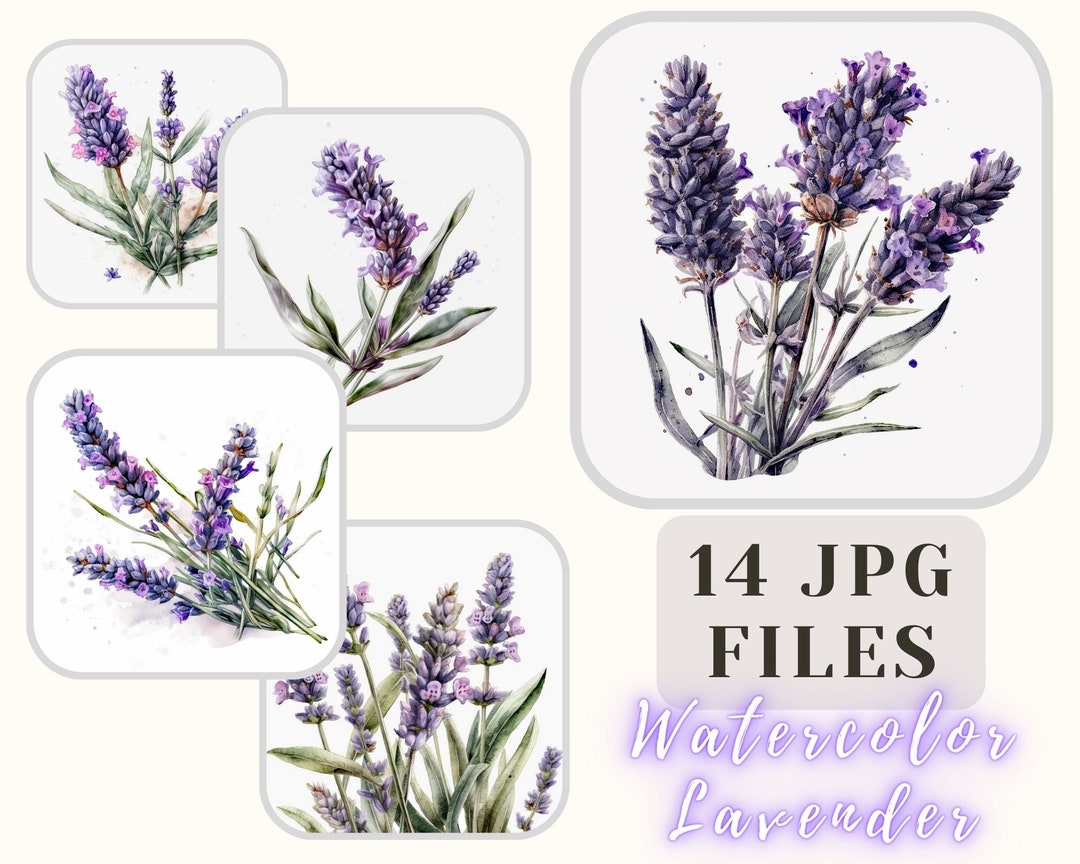 Watercolor Lavender Clip Art - High-quality 14 JPG - for Crafting ...