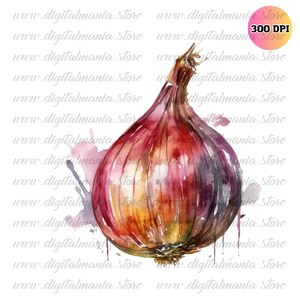 Onion Watercolor PNG - Transparent Background - Onion Clipart PNG ...