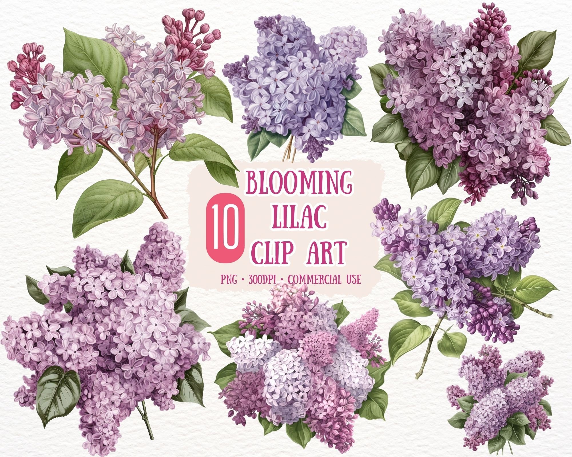 Lilac Flower Clip Art