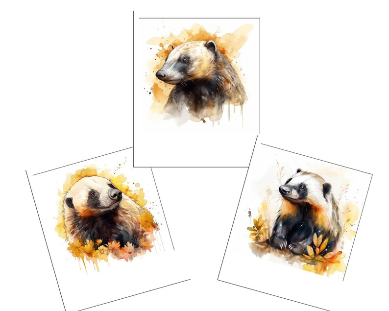 Watercolor Bald Badger Clipart 15 JPG Files Bald Badger - Etsy
