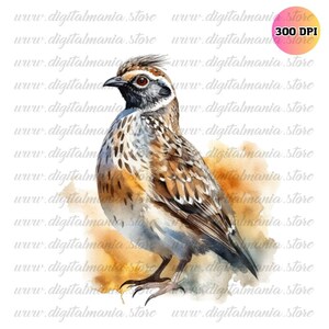 Watercolor Quail Bird PNG - Transparent Background - Quail Birds Clip ...