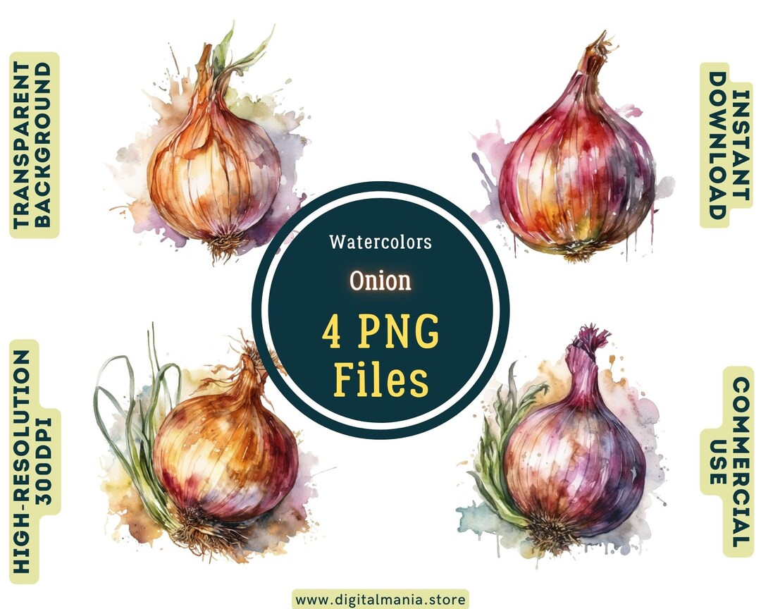 Onion Watercolor PNG - Transparent Background - Onion Clipart PNG ...