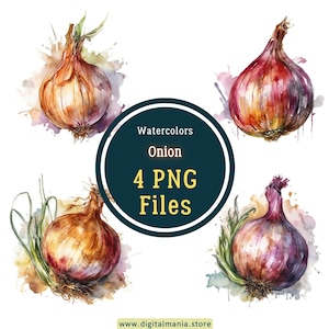 Onion Watercolor PNG - Transparent Background - Onion Clipart PNG ...