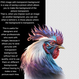 Stylish Roosters Clipart 10 PNG - Rooster Illustration Roosters PNG ...