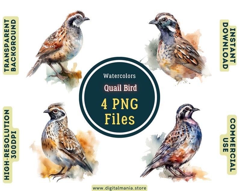 Watercolor Quail Bird PNG Transparent Background Quail - Etsy