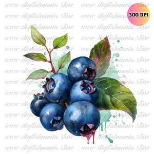 Blueberry Watercolor PNG - Transparent Background - Blueberry Fruits ...