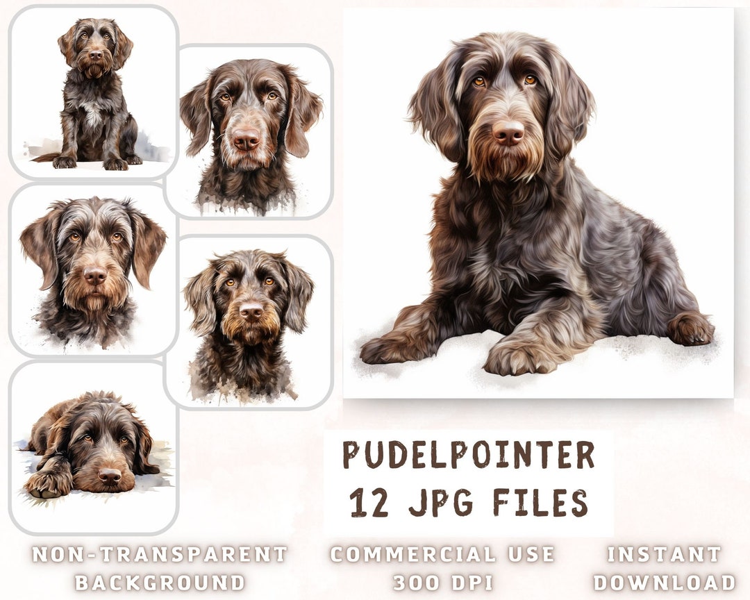 Dark Pudelpointer Watercolor Clip Art - Premium Quality 12 JPG - for Scrap Book, Junk Journal ...