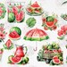 Watercolor Watermelon Clip Art 16 PNG Watercolor Fruit Illustrations ...