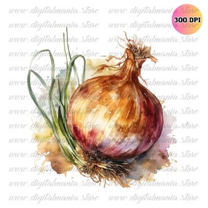 Onion Watercolor PNG - Transparent Background - Onion Clipart PNG ...