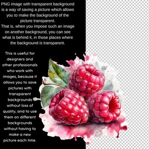 Raspberry Watercolor PNG - Transparent Background - Raspberry Clipart ...