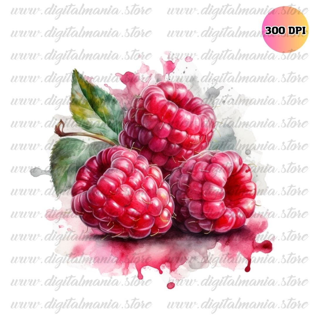 Raspberry Watercolor PNG Transparent Background Raspberry - Etsy