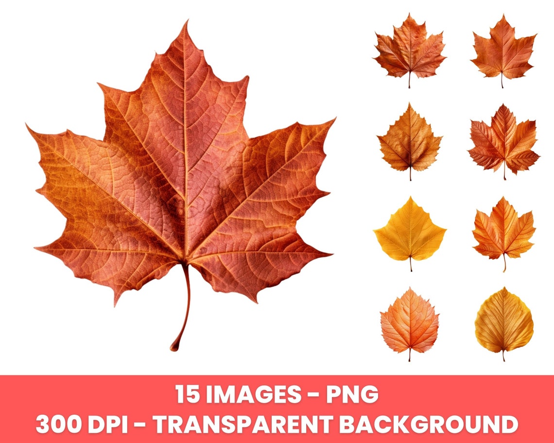 Autumn Leaf Clipart – Clip Art Commercial Use, PNG Images, Digital ...