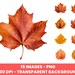 Autumn Leaf Clipart – Clip Art Commercial Use, PNG Images, Digital ...