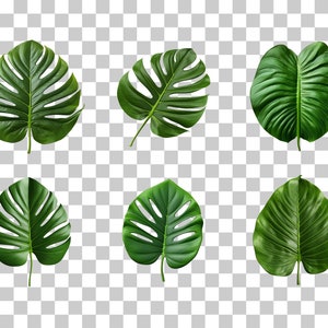 Green Jungle Leaf Clipart – Clip Art Commercial Use, PNG Images ...