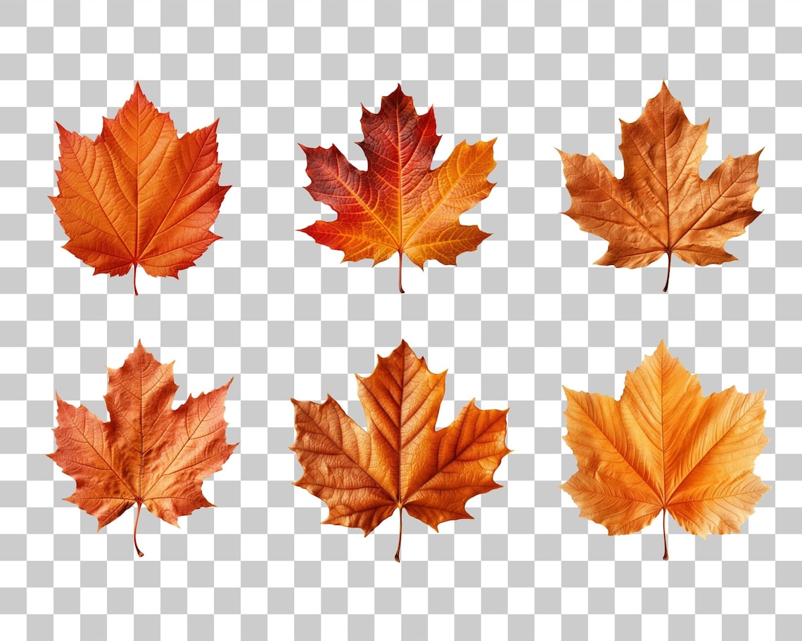 Autumn Leaf Clipart – Clip Art Commercial Use, PNG Images, Digital ...