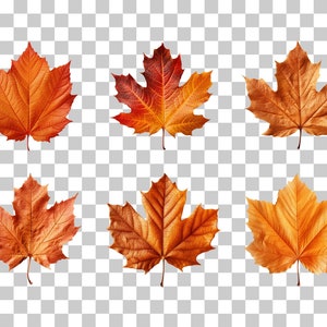 Autumn Leaf Clipart – Clip Art Commercial Use, PNG Images, Digital ...