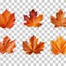 Autumn Leaf Clipart – Clip Art Commercial Use, PNG Images, Digital ...