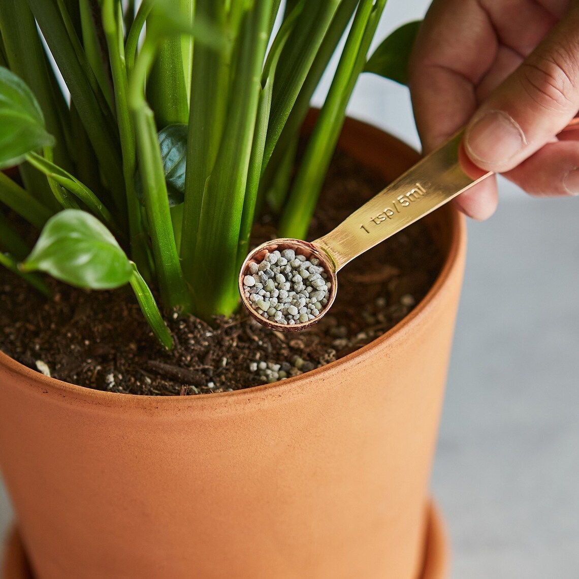 Pellet Fertilizer/Indoor House Plant Food Small | Etsy