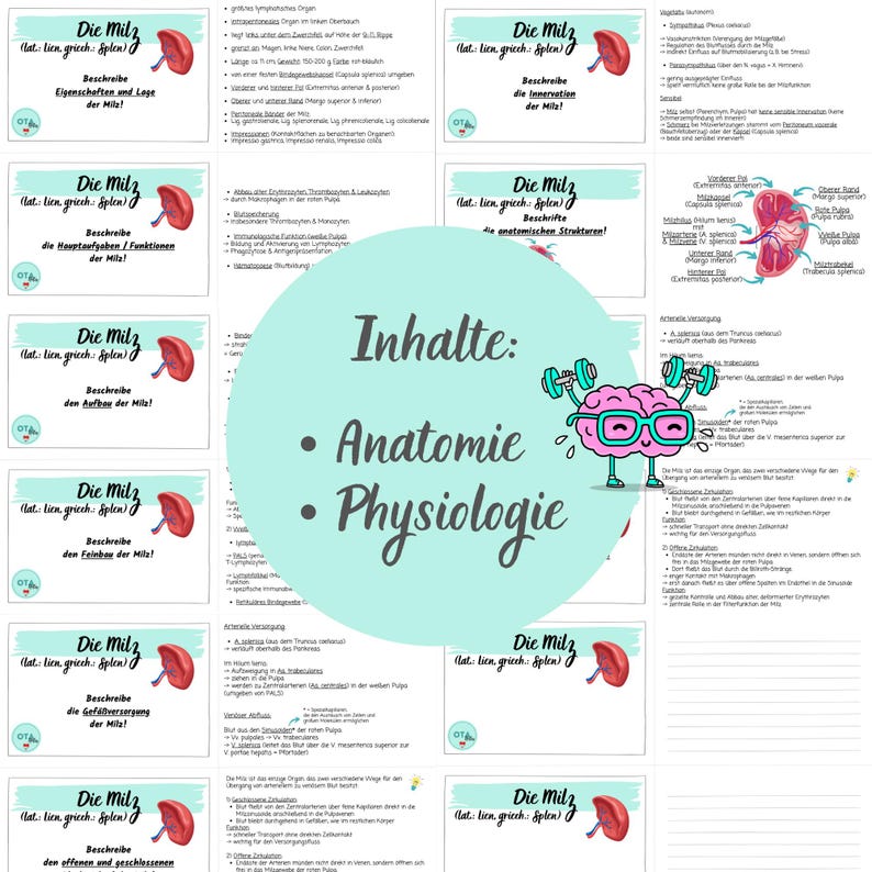 Spleen Anatomy Study Notes & Flashcards – OTA Training Medicine Nursing ...