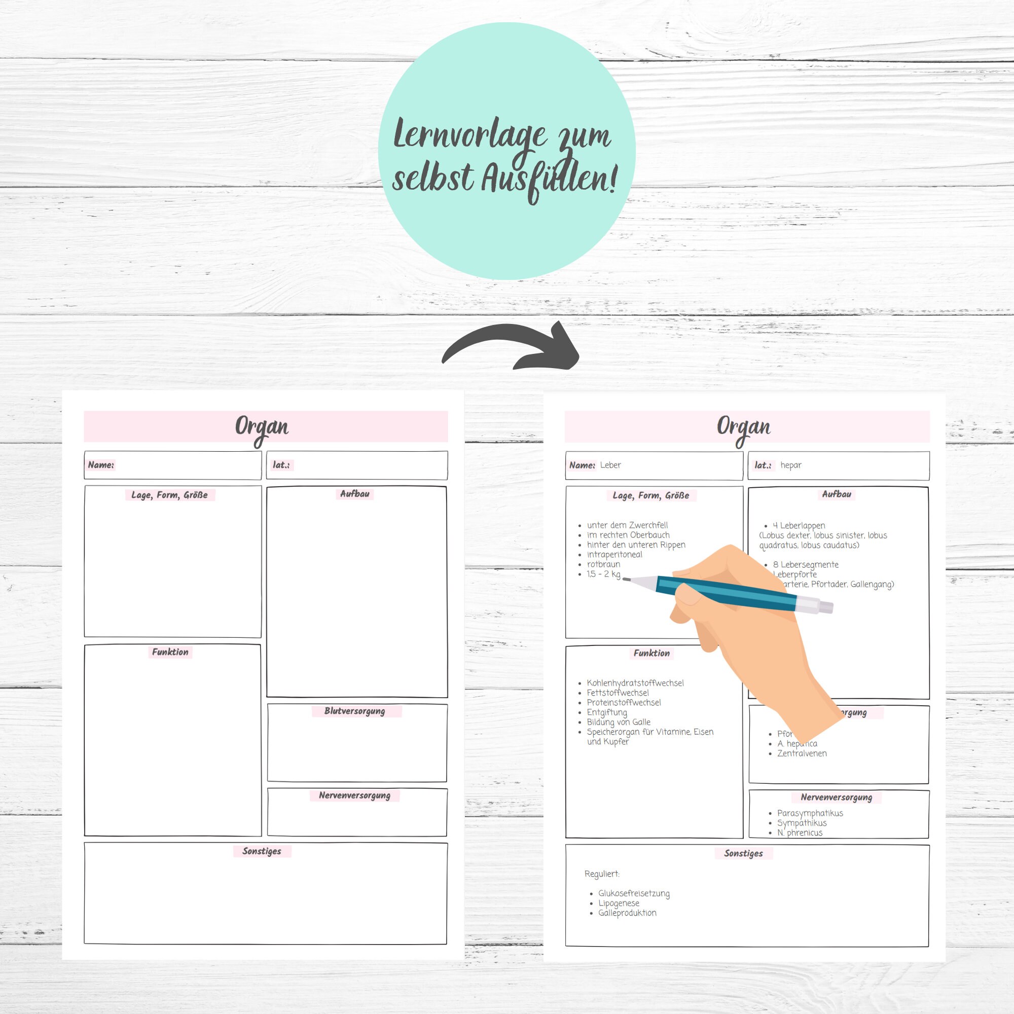 Learning Sheet Anatomy Organs OTA, Operating Room Care, Nursing, Mfa ...