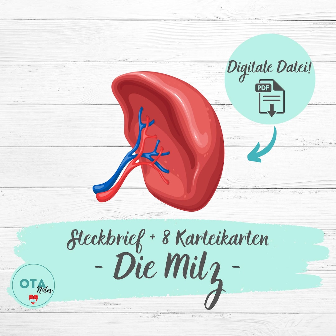 Spleen Anatomy Study Notes & Flashcards – OTA Training Medicine Nursing ...