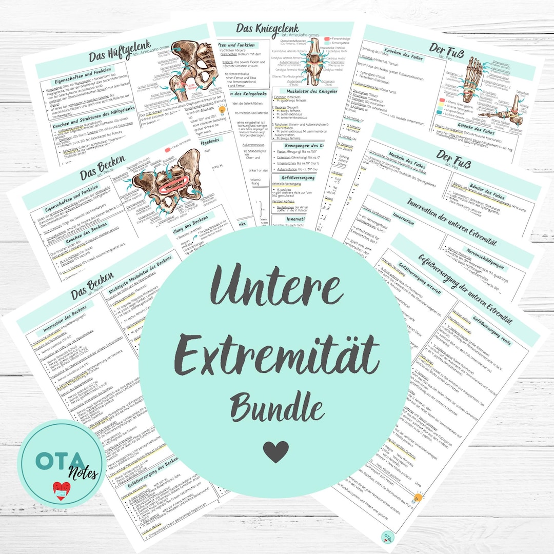LOWER EXTREMITY Anatomy Study Sheets + Flashcards - Hip Joint Knee ...