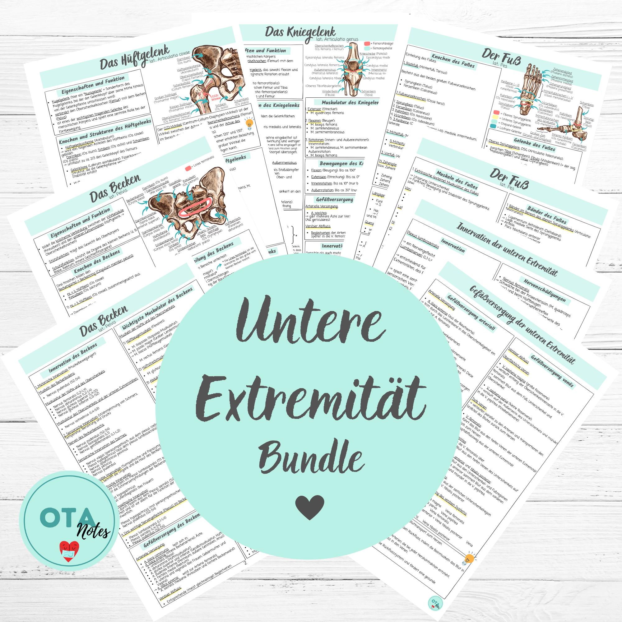 LOWER EXTREMITY Anatomy Study Sheets + Flashcards - Hip Joint Knee ...