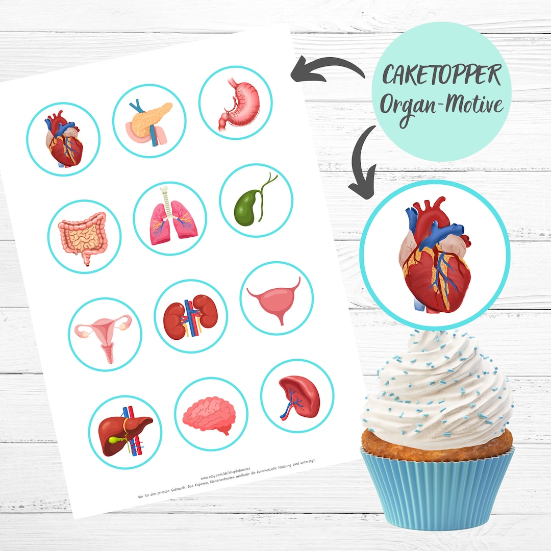12 Cake Topper Organs Anatomy Medicine Heart Liver Intestine - Etsy