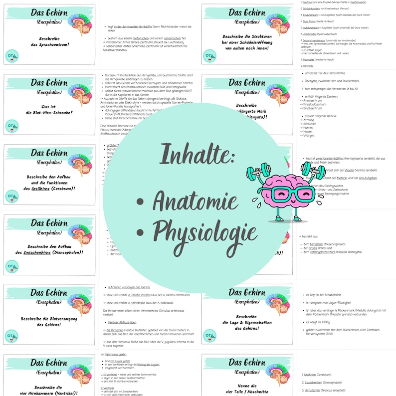 THE BRAIN Anatomy Study Sheets + Flashcards - Nursing OTA Training ...