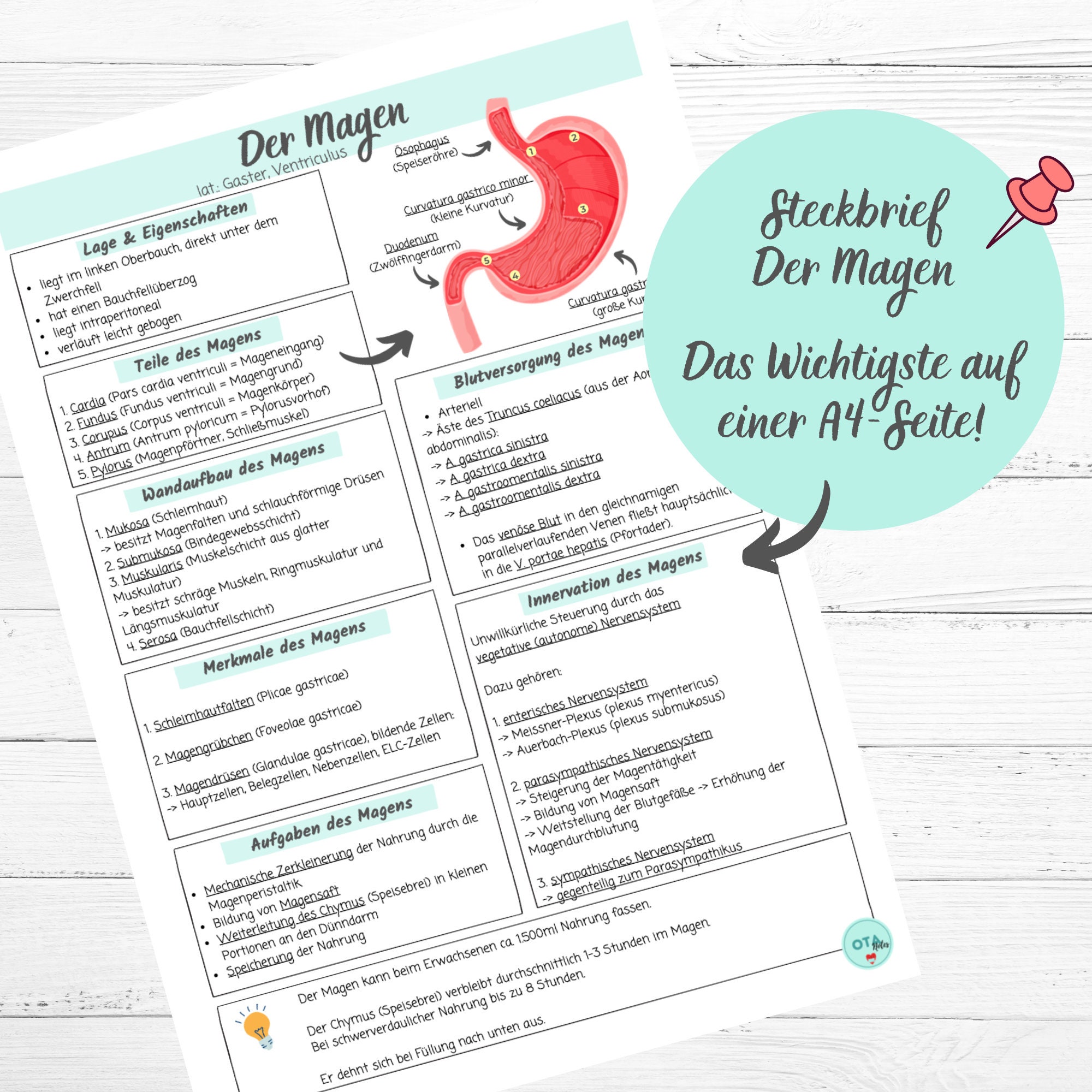 THE STOMACH Learning Sheets Index Cards Nursing Anatomy Physiology ...