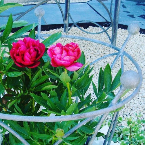 Peony Flower Stakes Flower Support Rings - Etsy