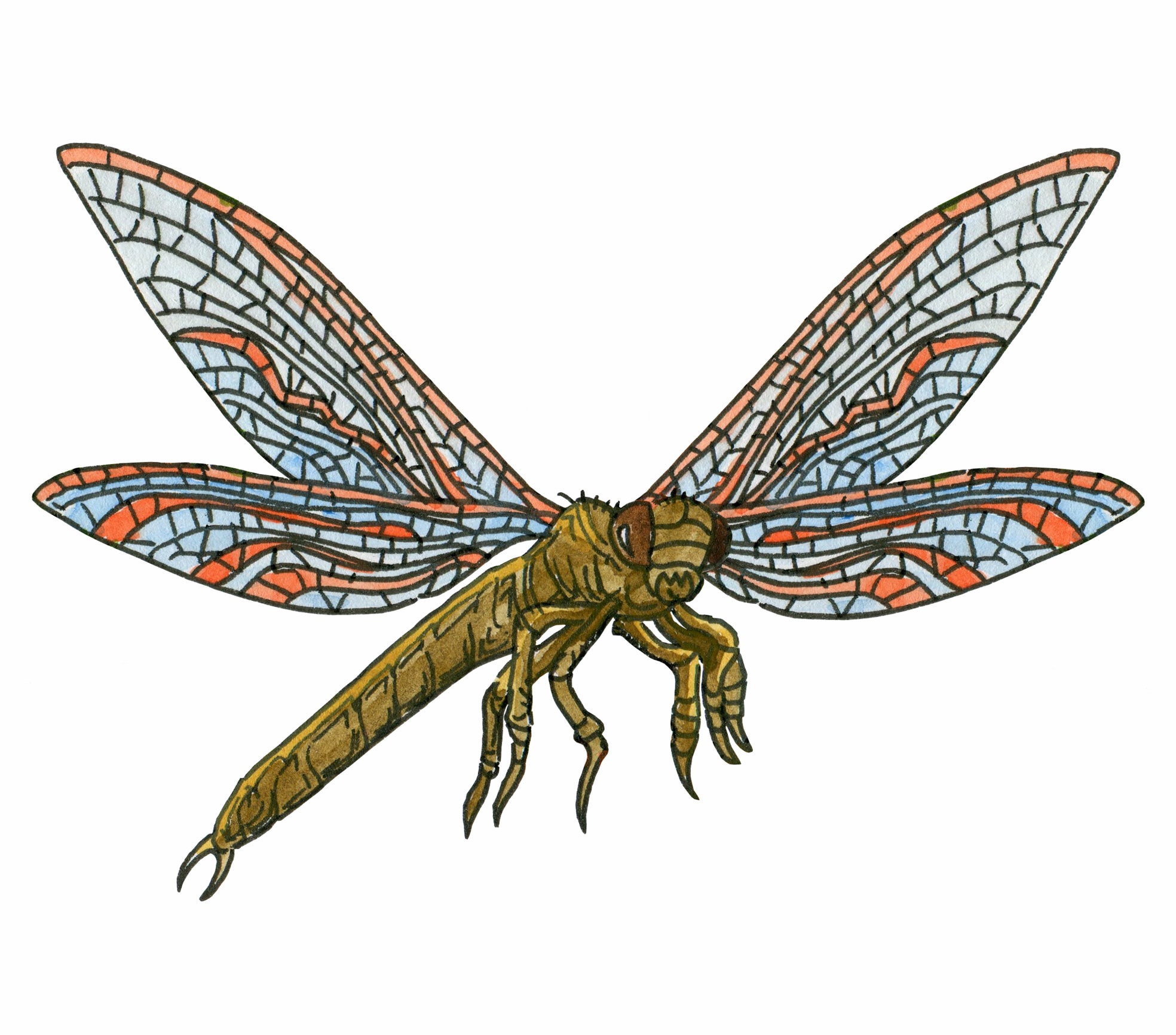 Carboniferous Dragonfly