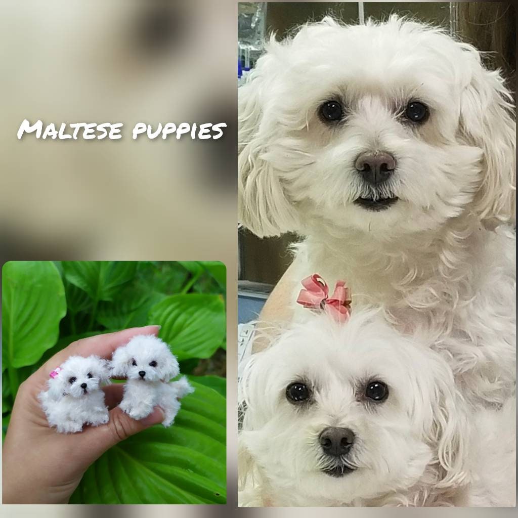 Miniature Custom Dog Portrait Life Look Figurine Dog Realistic - Etsy